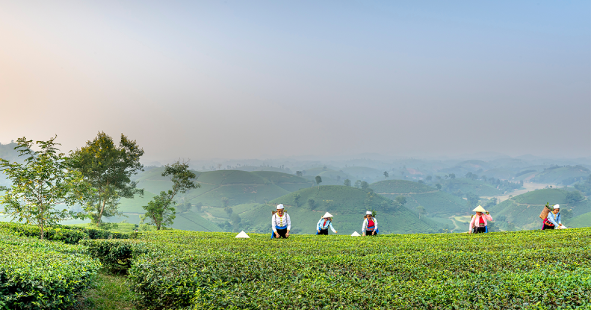 'Stopping Forced Labor' eCornell Webinar: Jason Judd, Samira Rafaela ...