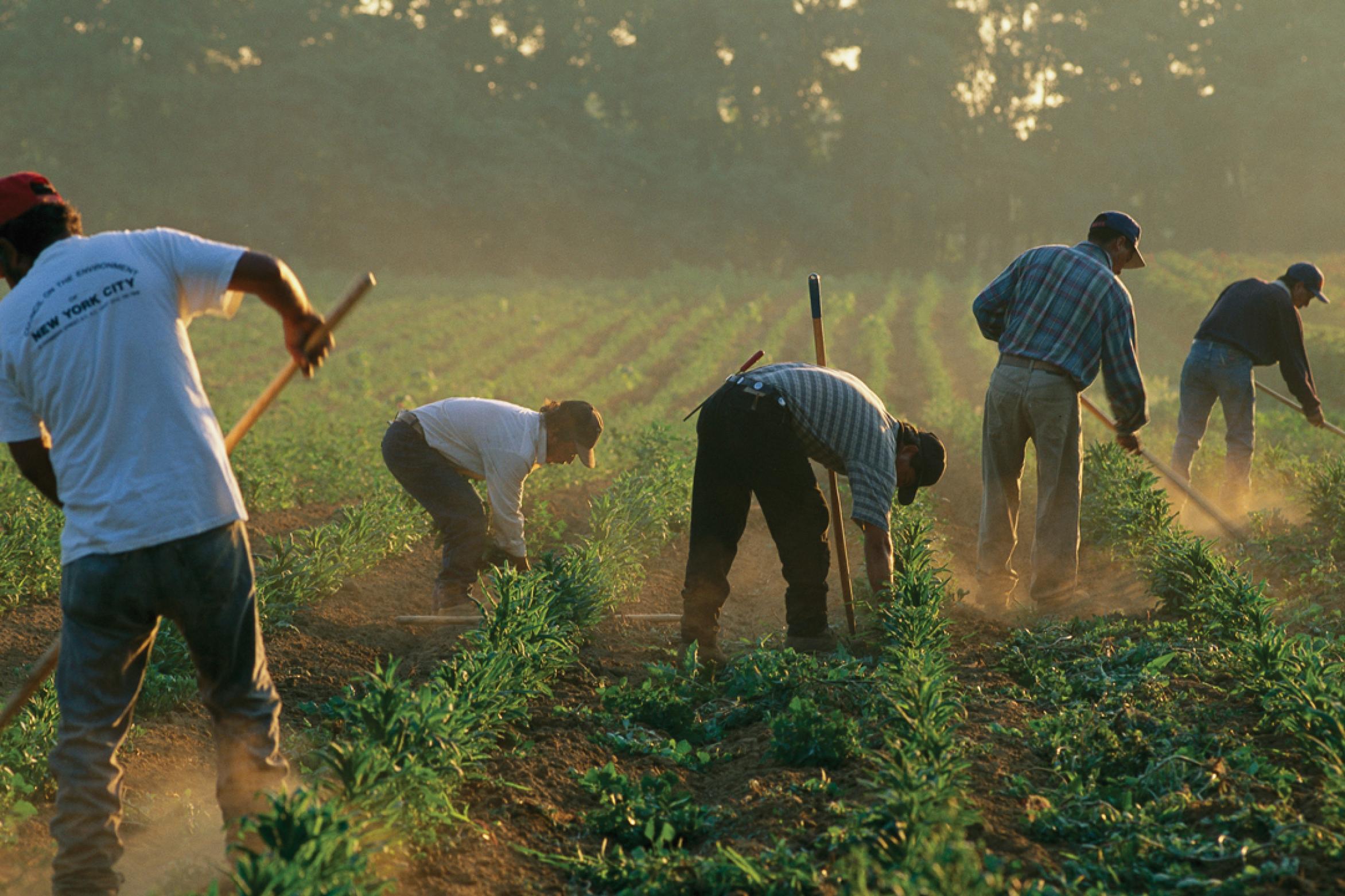 The Hidden Migrant Workforce: Comparing the Canadian and U.S. Temporary ...